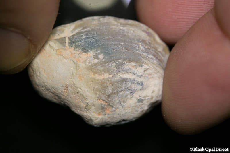 46 ct opal fossil shell 30mm across
